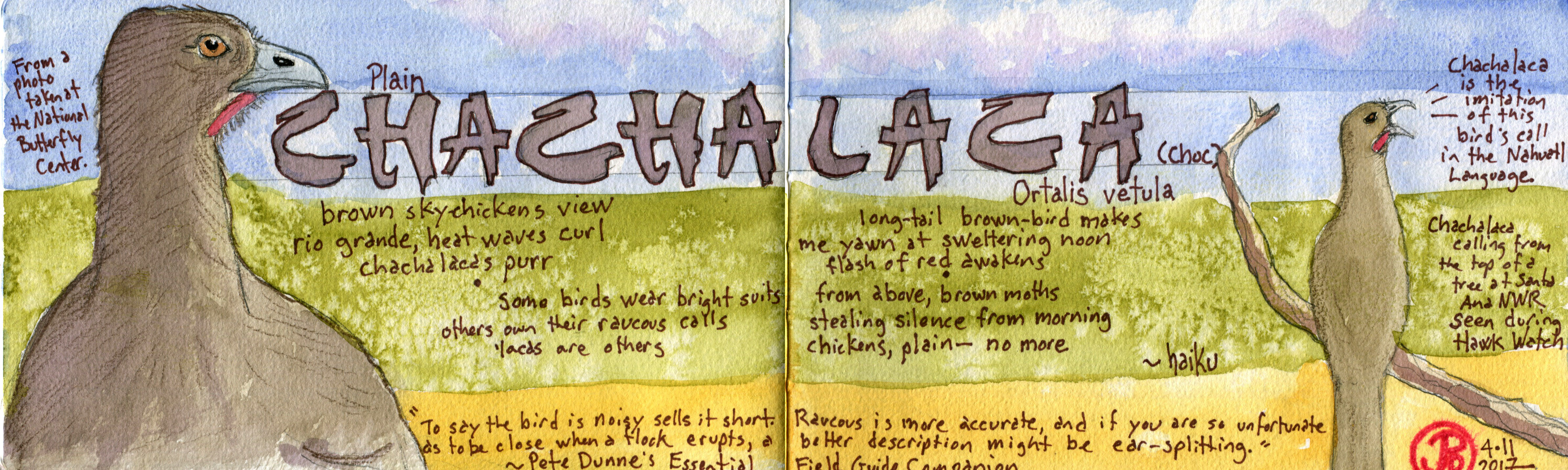 The Not So Plain Chachalaca﻿ – Corvid Sketcher