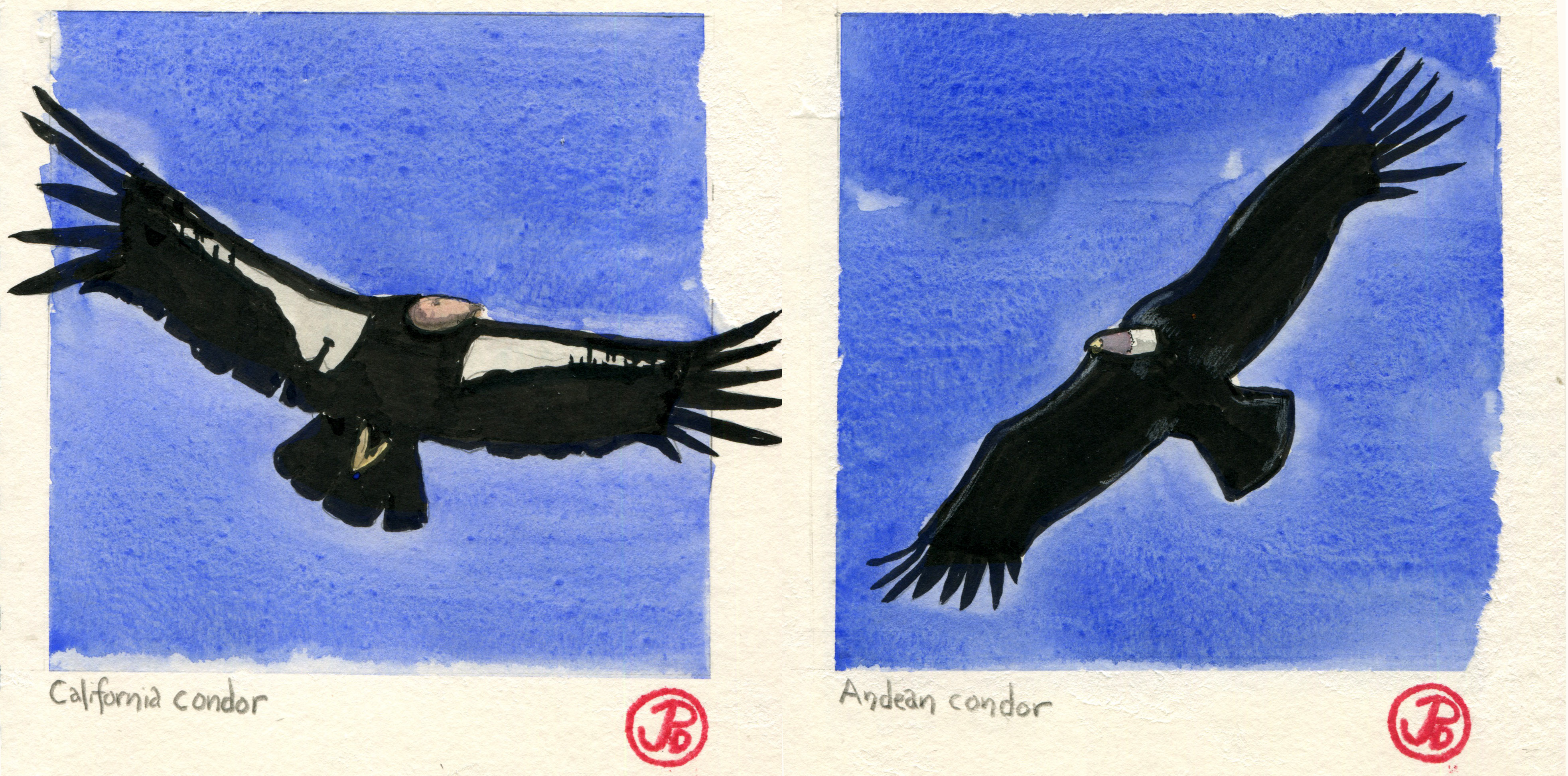 A Tale of Two Condors – Corvid Sketcher