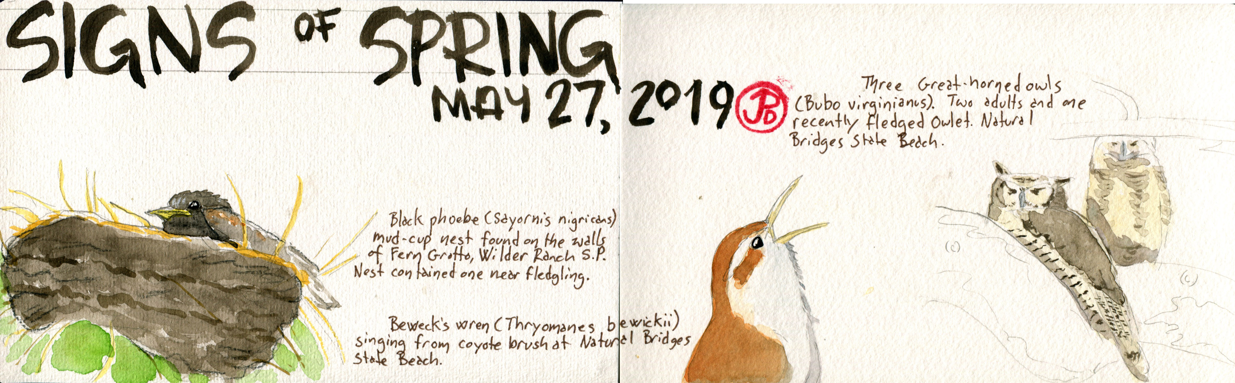 Spring Birding – Corvid Sketcher