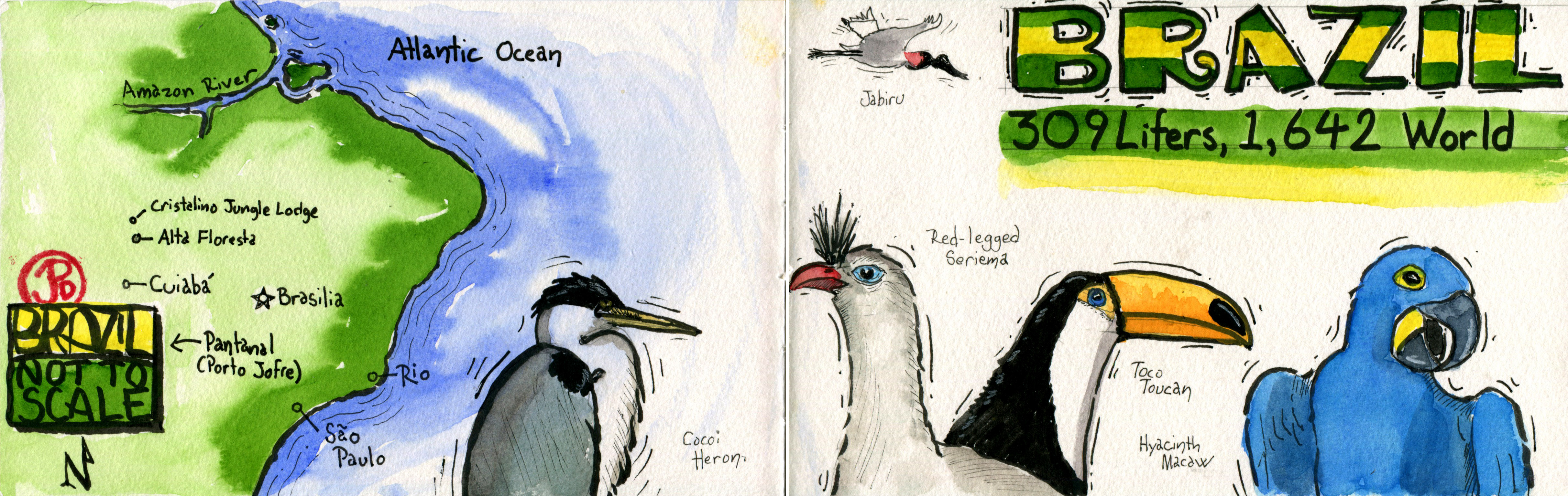 Birds of Brazil – Corvid Sketcher
