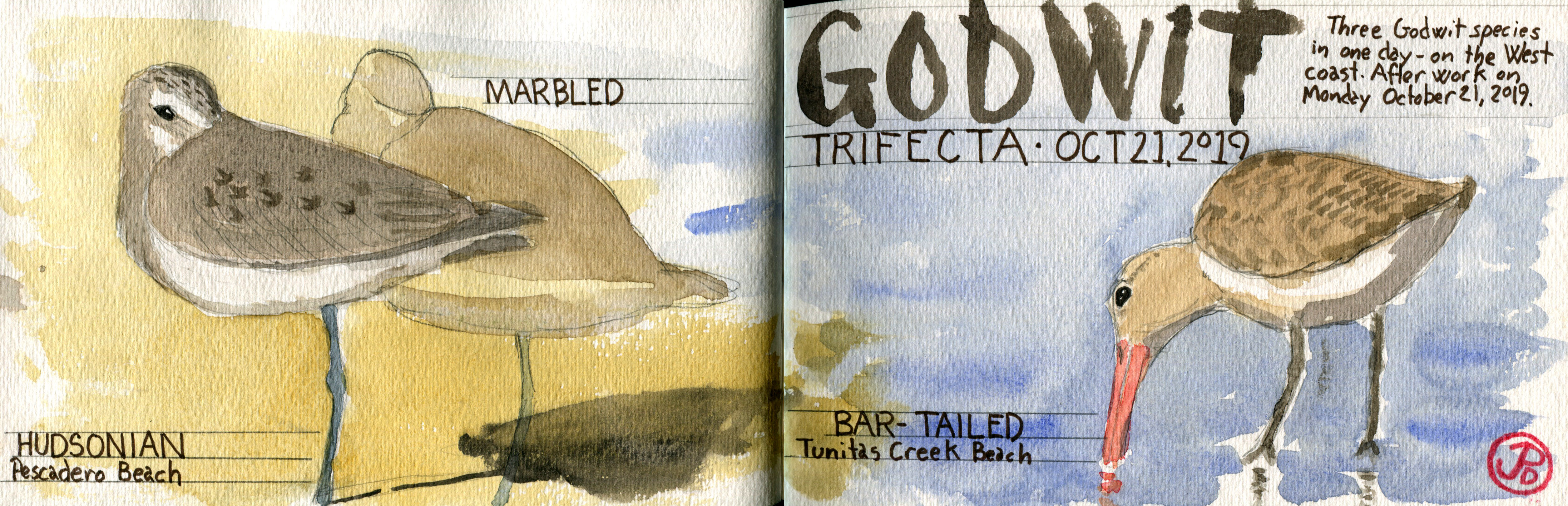 The Godwit Trifecta – Corvid Sketcher
