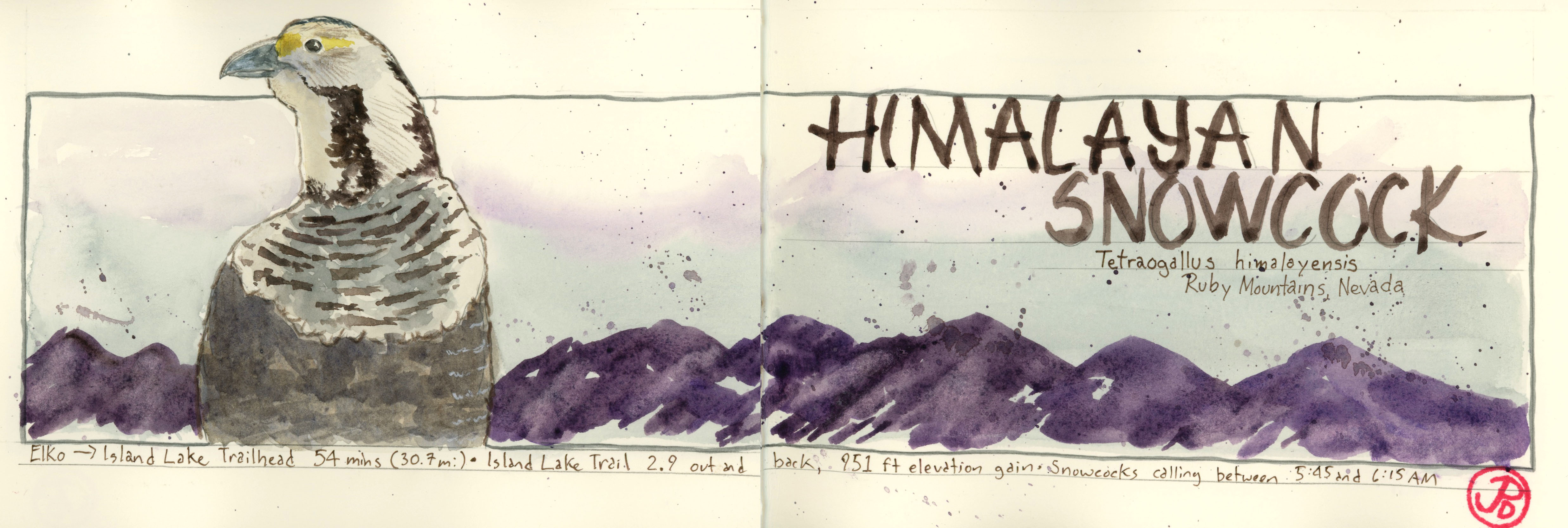 The Much Sought After Non-Native: Himalayan Snowcock – Corvid Sketcher