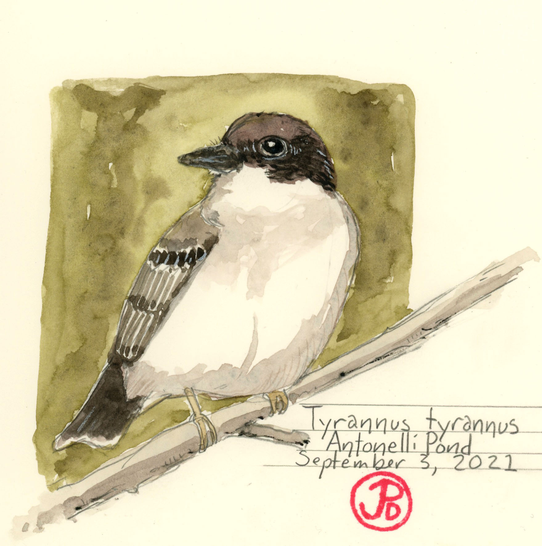 King of Tyrants: Tyrannus tyrannus – Corvid Sketcher