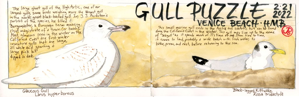 Gull Puzzles: Venice Beach – Corvid Sketcher
