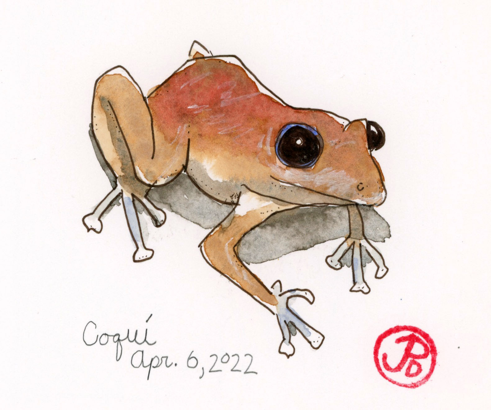 Big Sound on the Big Island: Coqui Frogs – Corvid Sketcher