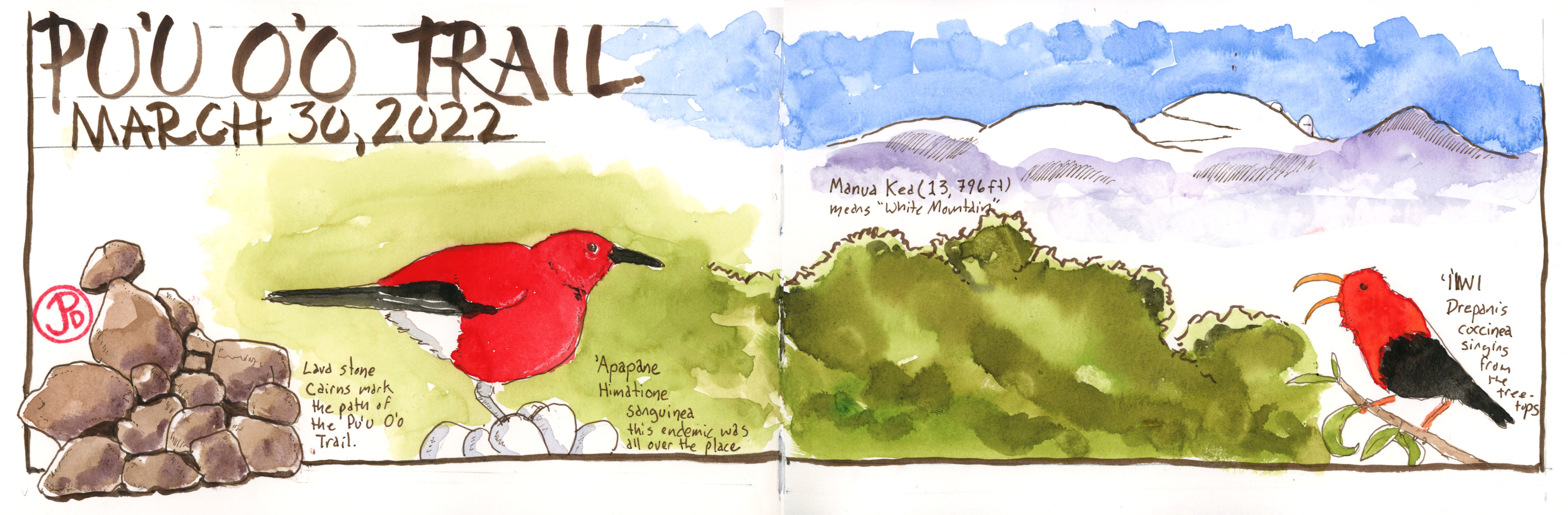 Birding Pu’u O’o Trail – Corvid Sketcher