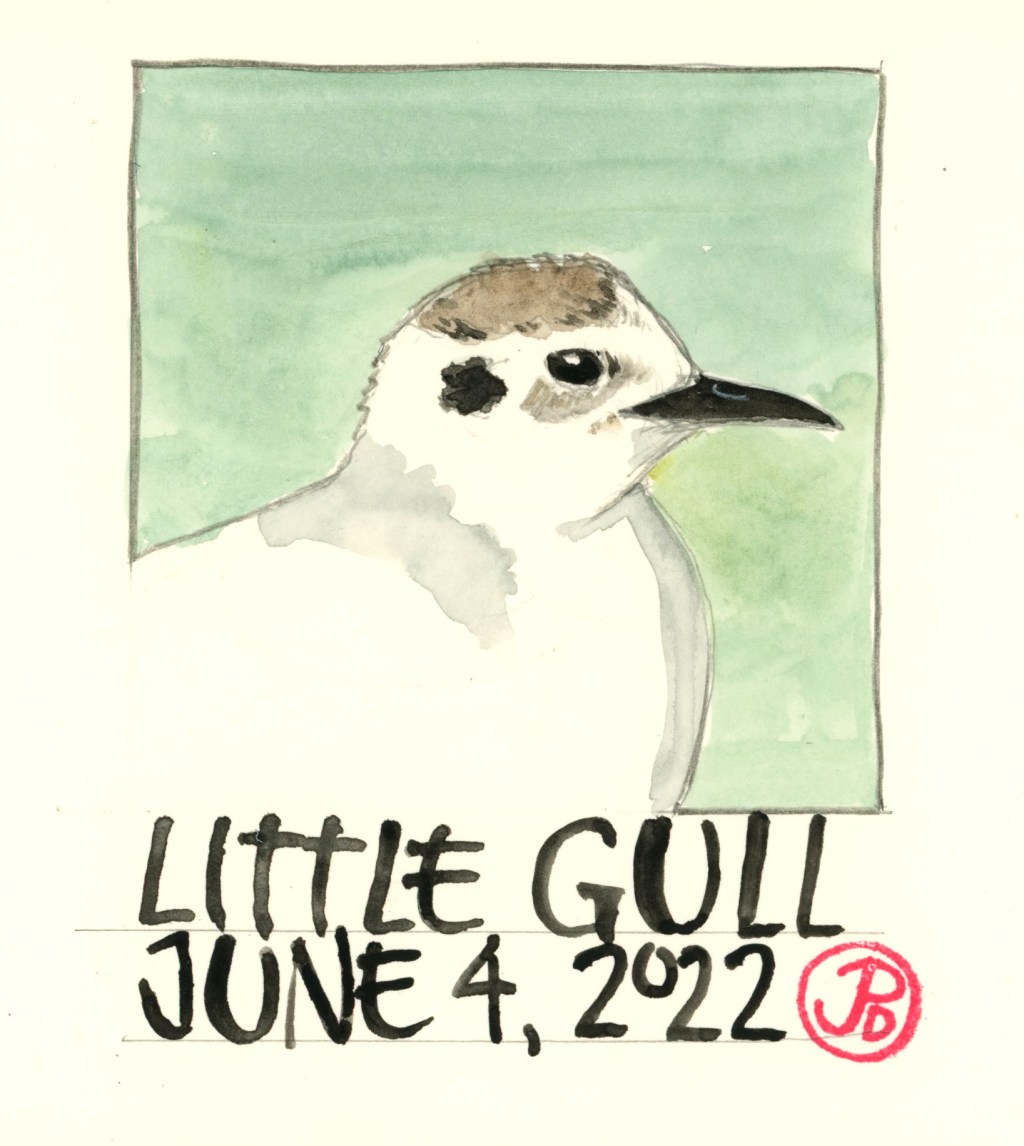 The Smallest Gull at the River’s End – Corvid Sketcher