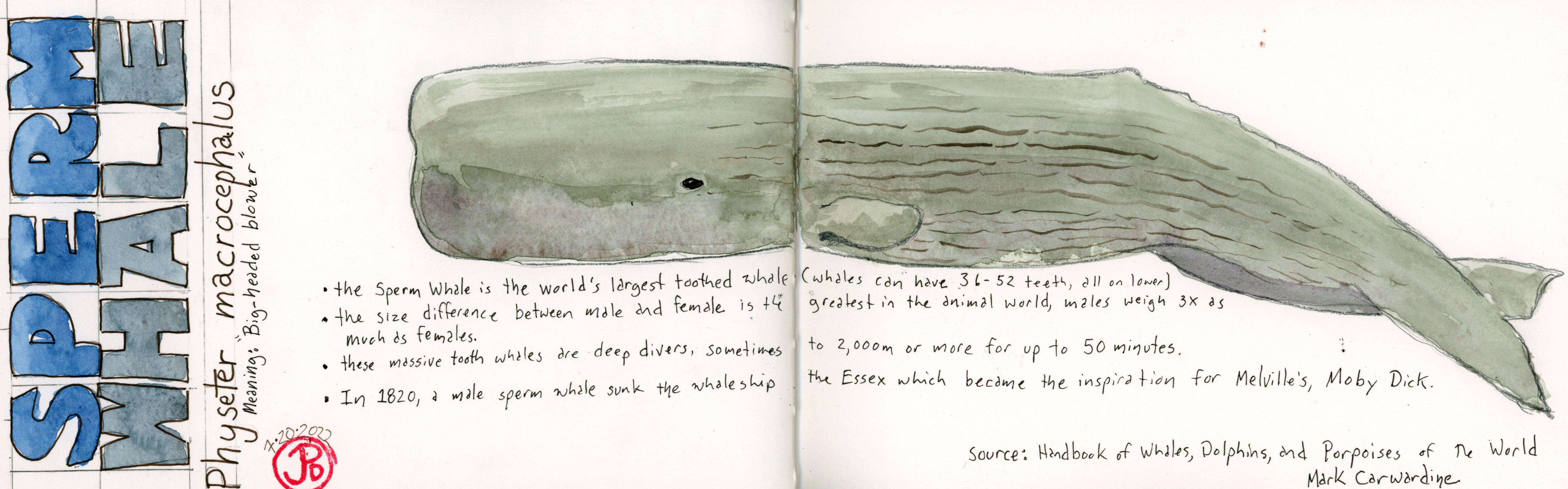 The Exploding Whale of Florence – Corvid Sketcher