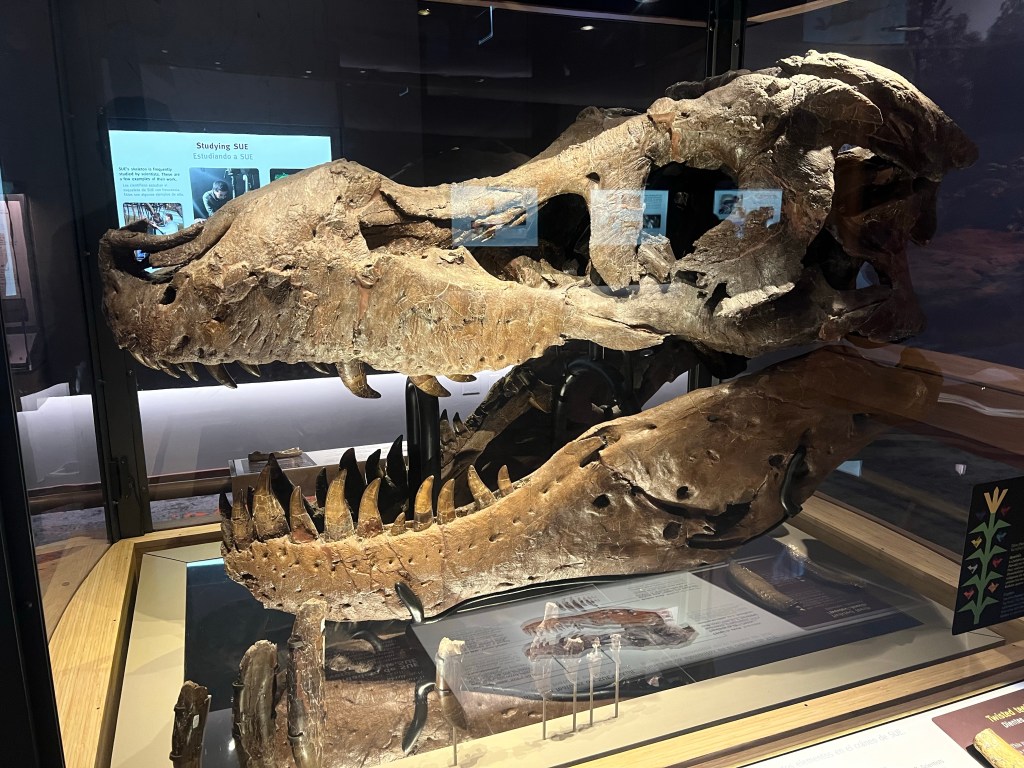 “Sue” the T. rex – Corvid Sketcher