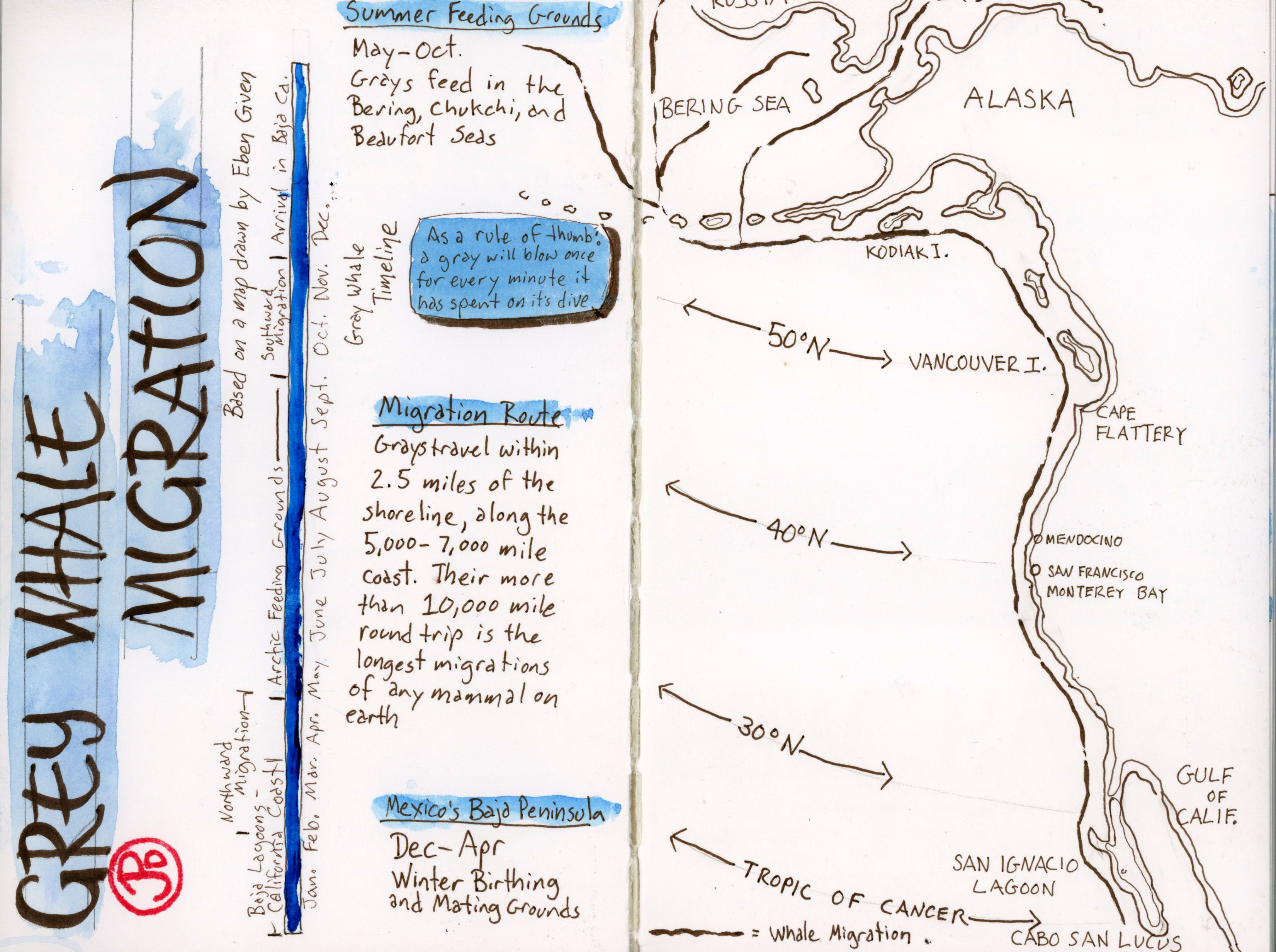 whalewatching – Corvid Sketcher