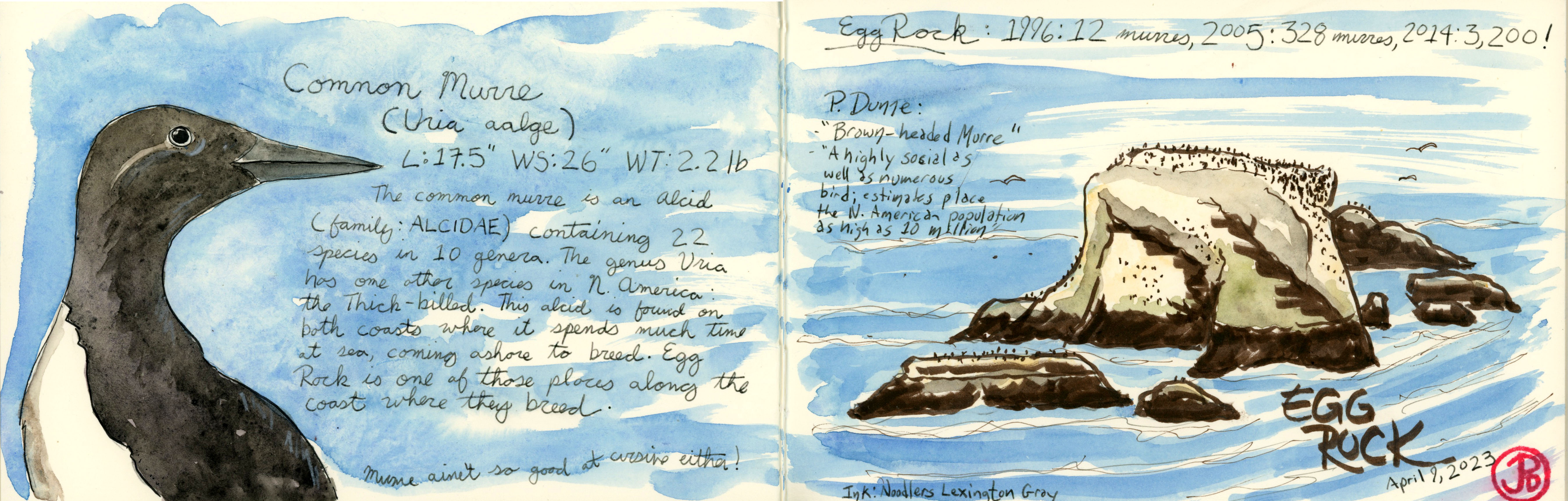 The Murres of Egg Rock – Corvid Sketcher