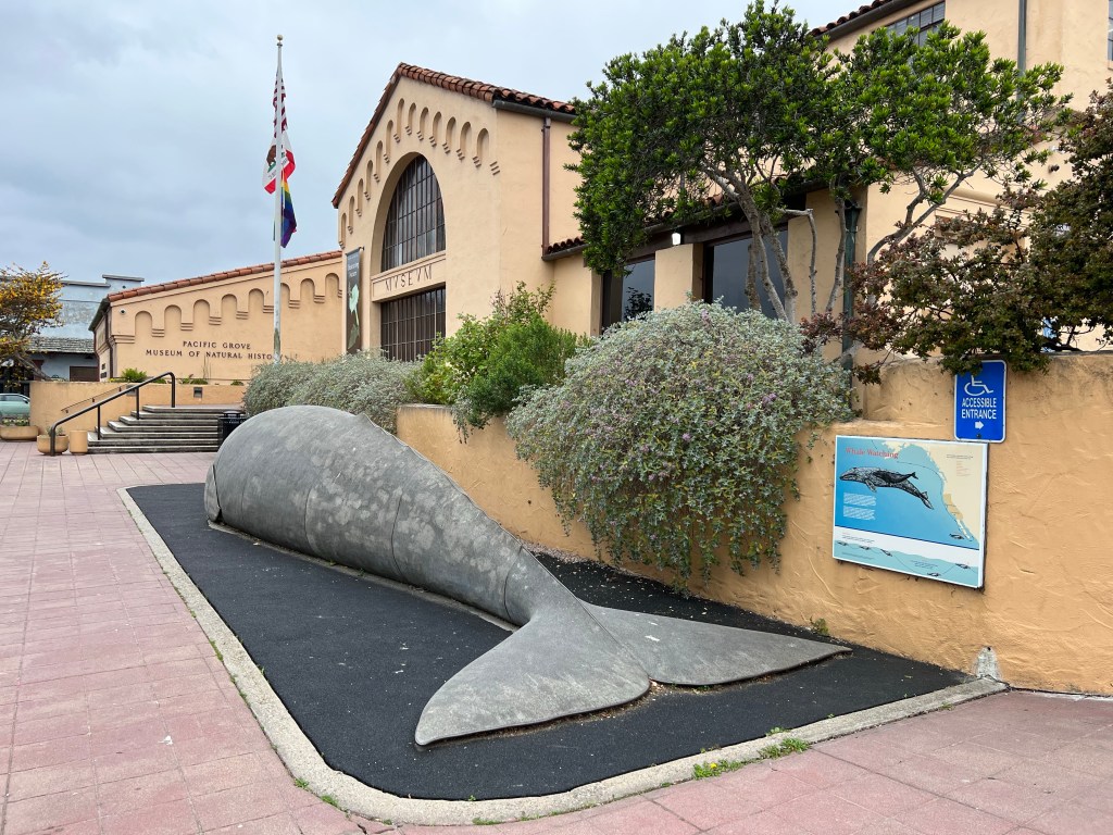 Pacific Grove Museum of Natural History – Corvid Sketcher