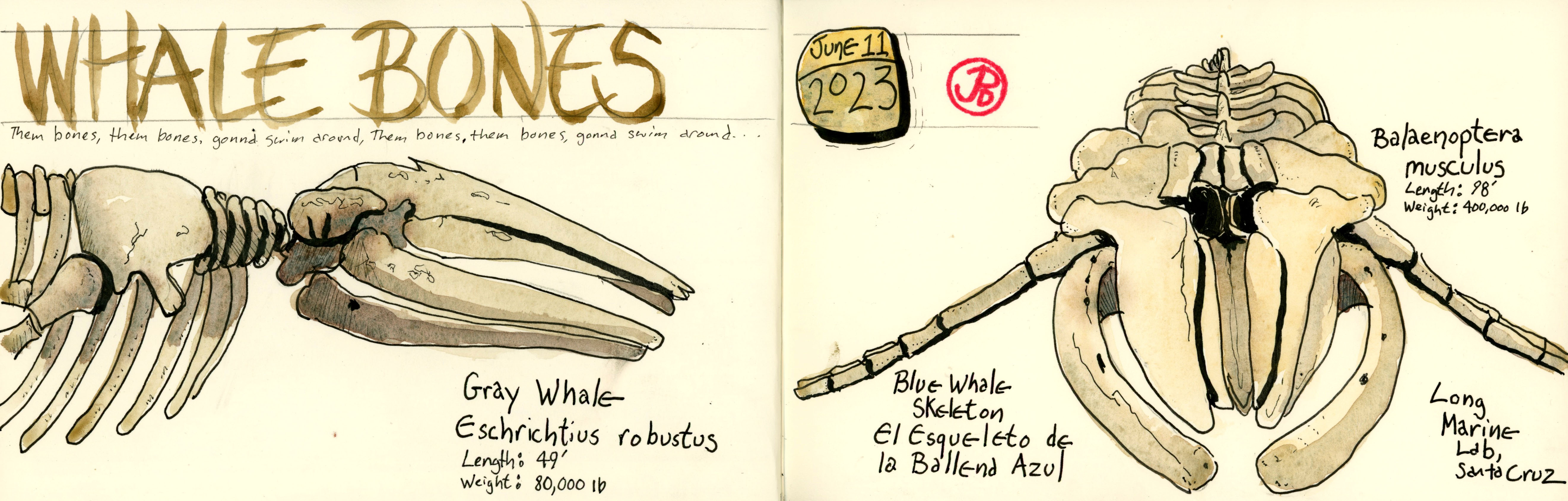 The Former Whales of Long Marine Lab – Corvid Sketcher