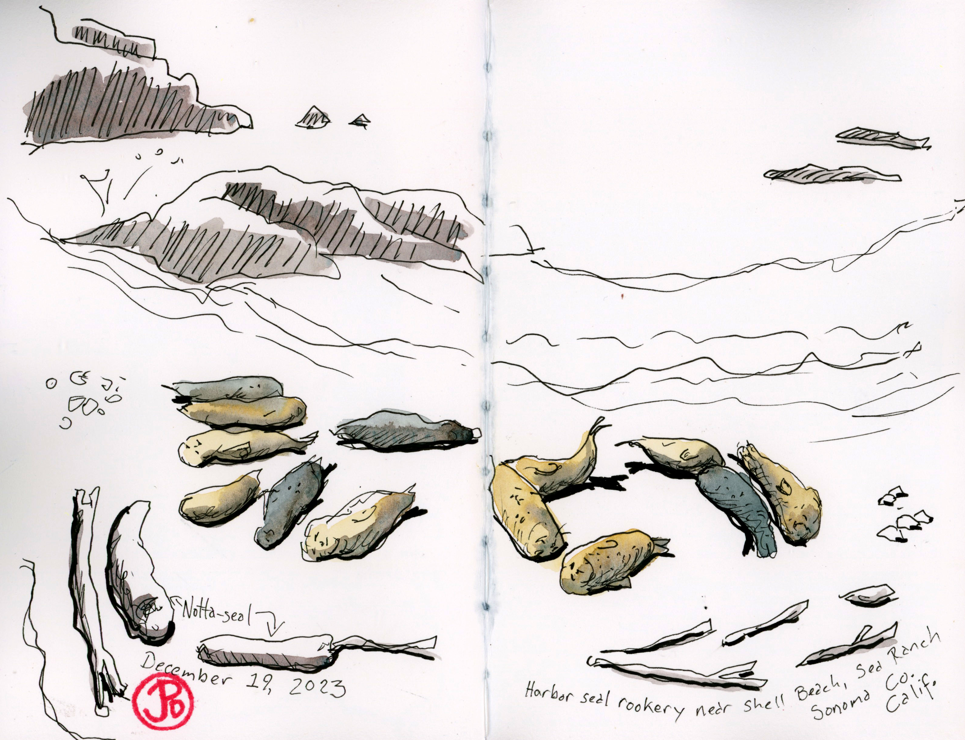 Seals of Sea Ranch – Corvid Sketcher