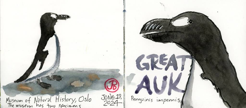 The Great Auks and the Natural History Museum – Corvid Sketcher