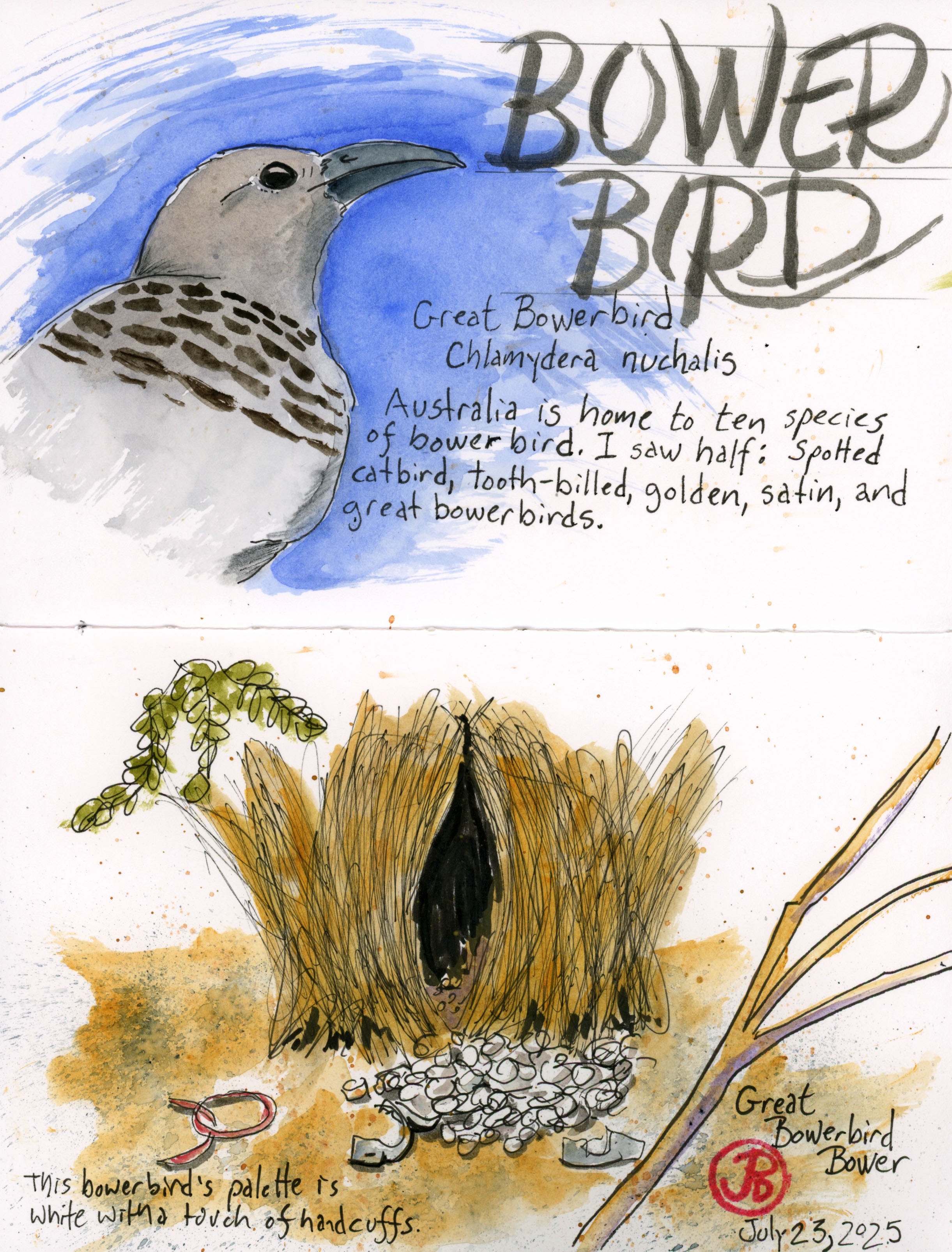 Bowerbirds – Corvid Sketcher